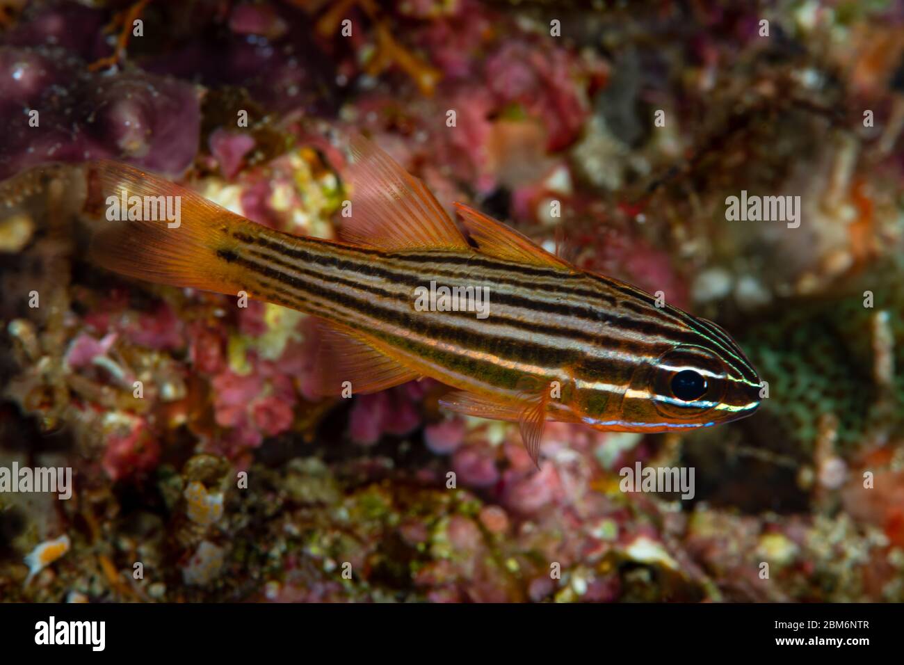 Cardinalfish raja ampat hi-res stock photography and images - Alamy