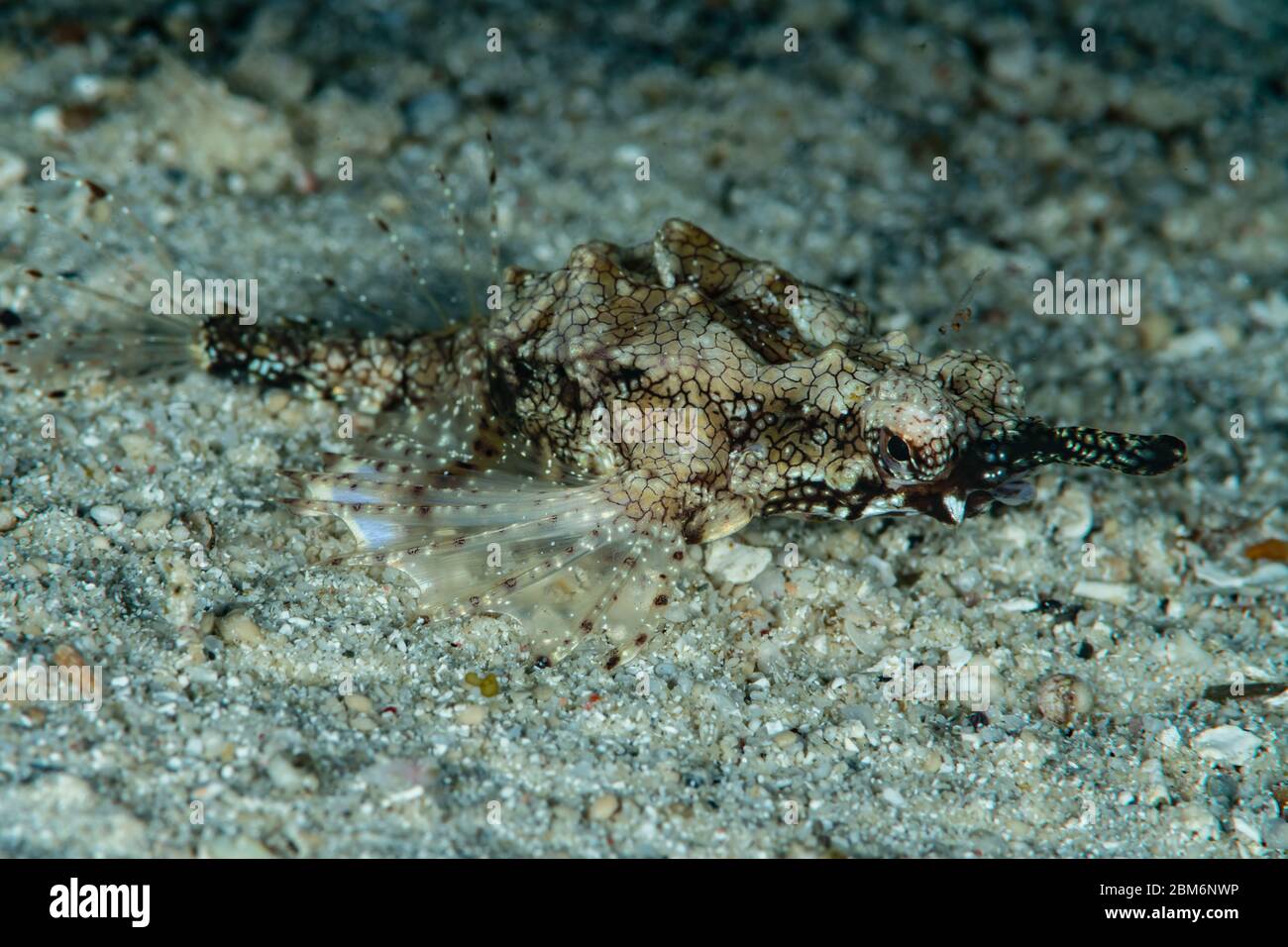 Sea moth hi-res stock photography and images - Alamy