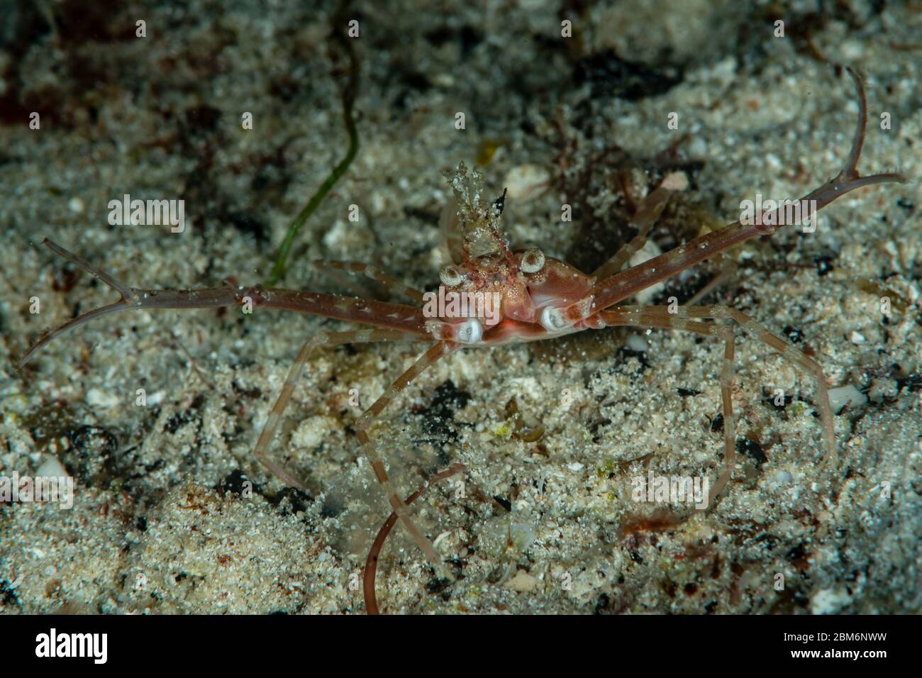 Scissor swimming crab hi-res stock photography and images - Alamy