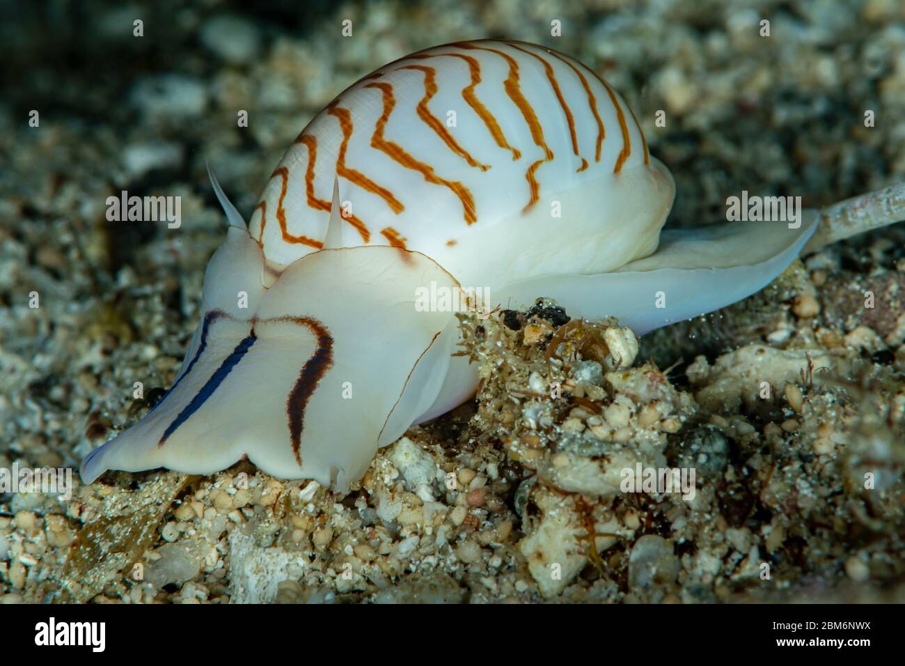 Moon Snail High Resolution Stock Photography and Images - Alamy