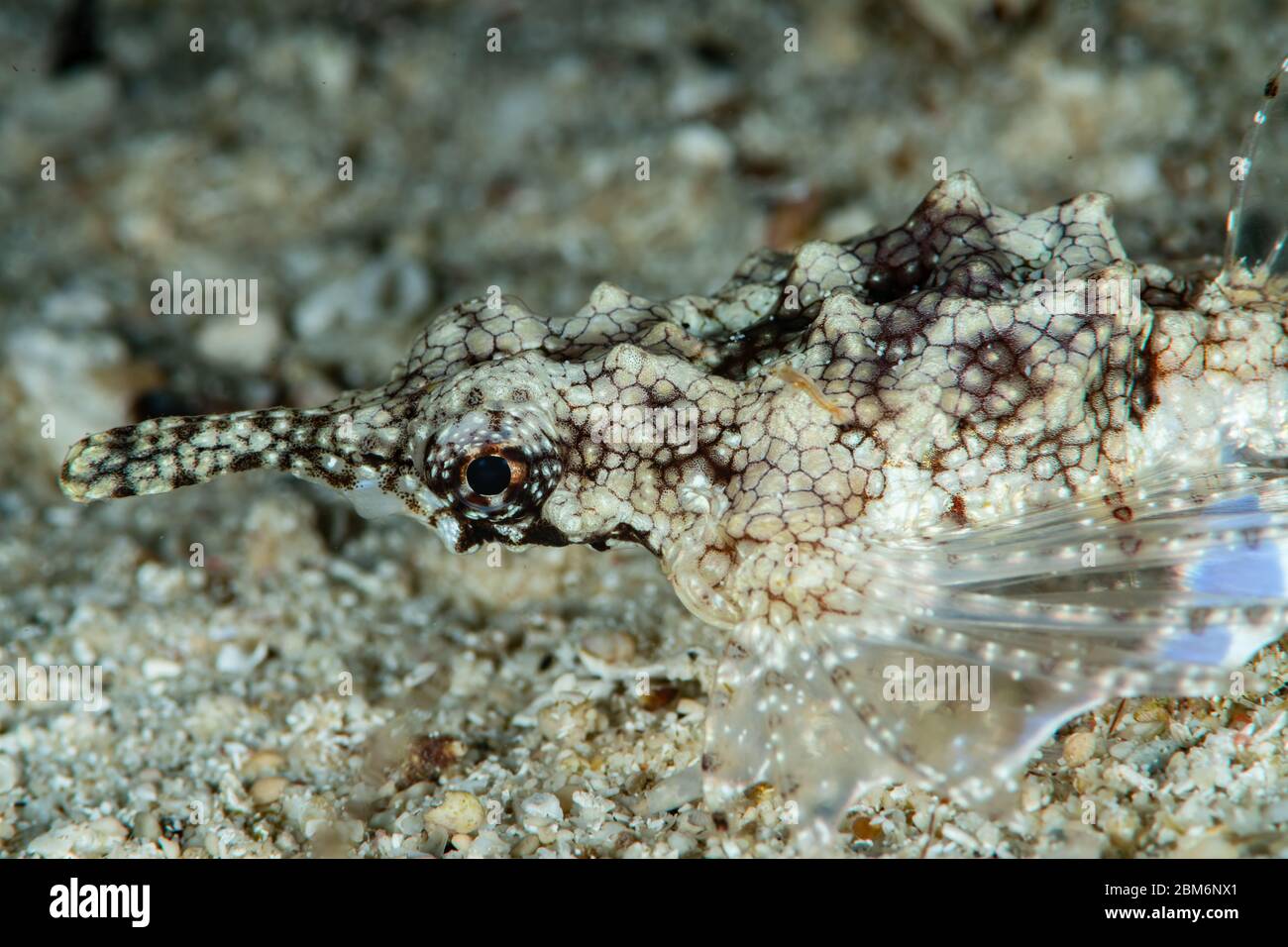Sea moth hi-res stock photography and images - Alamy