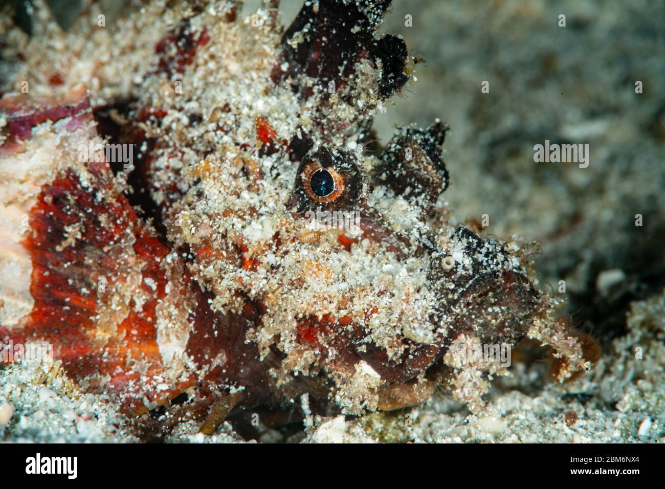 Fish on sand hi-res stock photography and images - Alamy