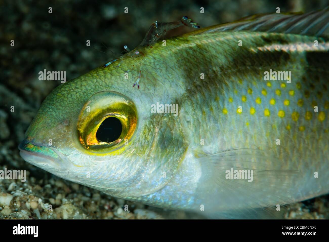 Monocle bream fish hi-res stock photography and images - Alamy