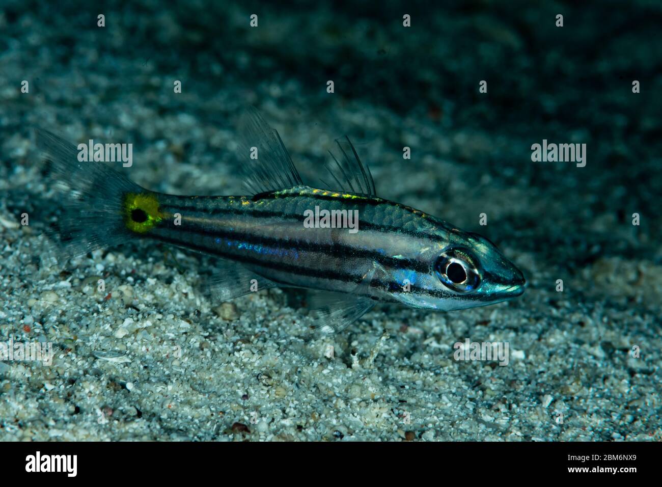 toothy cardinalfish fish on sand Stock Photo - Alamy
