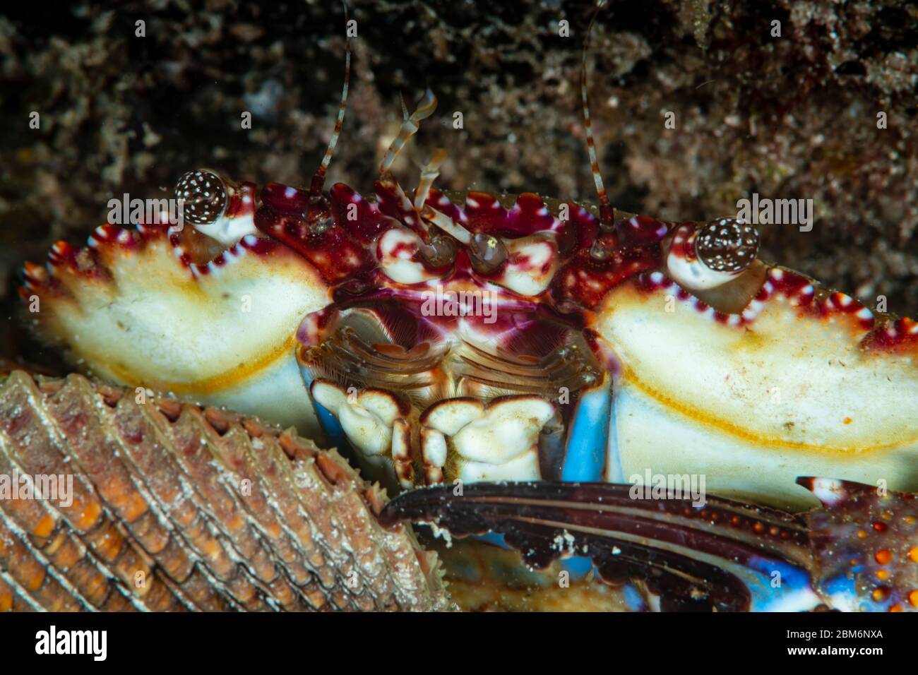 blue swimming crab and shell Stock Photo - Alamy