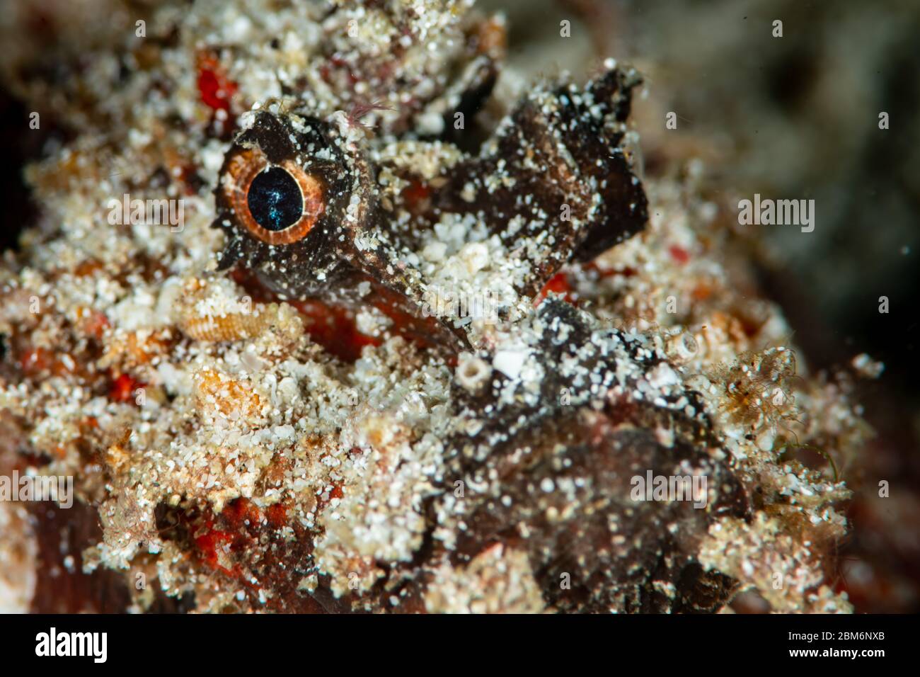 Fish on sand hi-res stock photography and images - Alamy