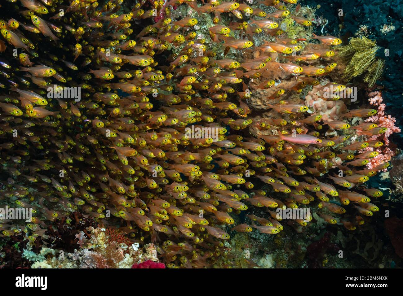 Golden sweeper hi-res stock photography and images - Alamy