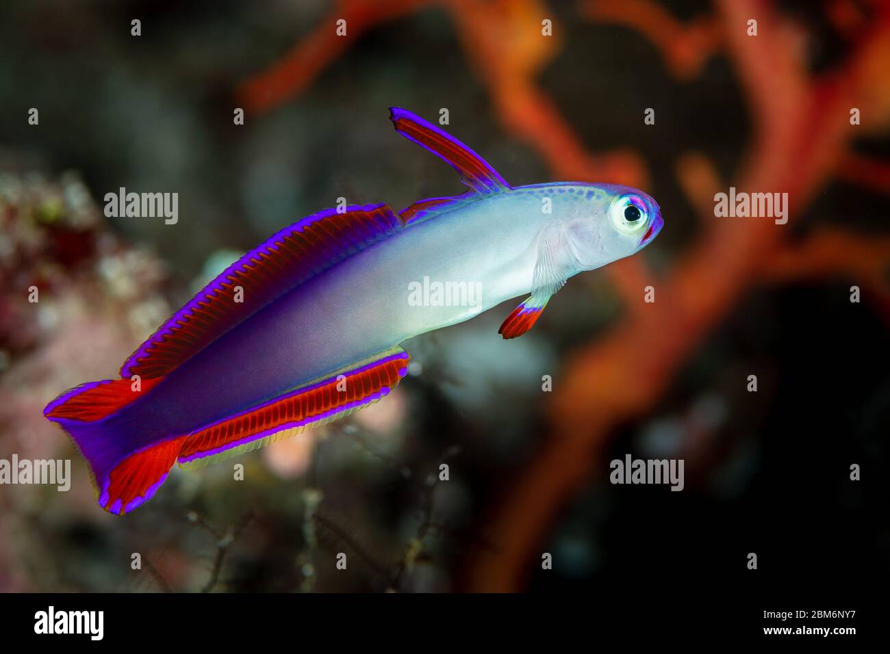 Nemateleotris decora hi-res stock photography and images - Alamy