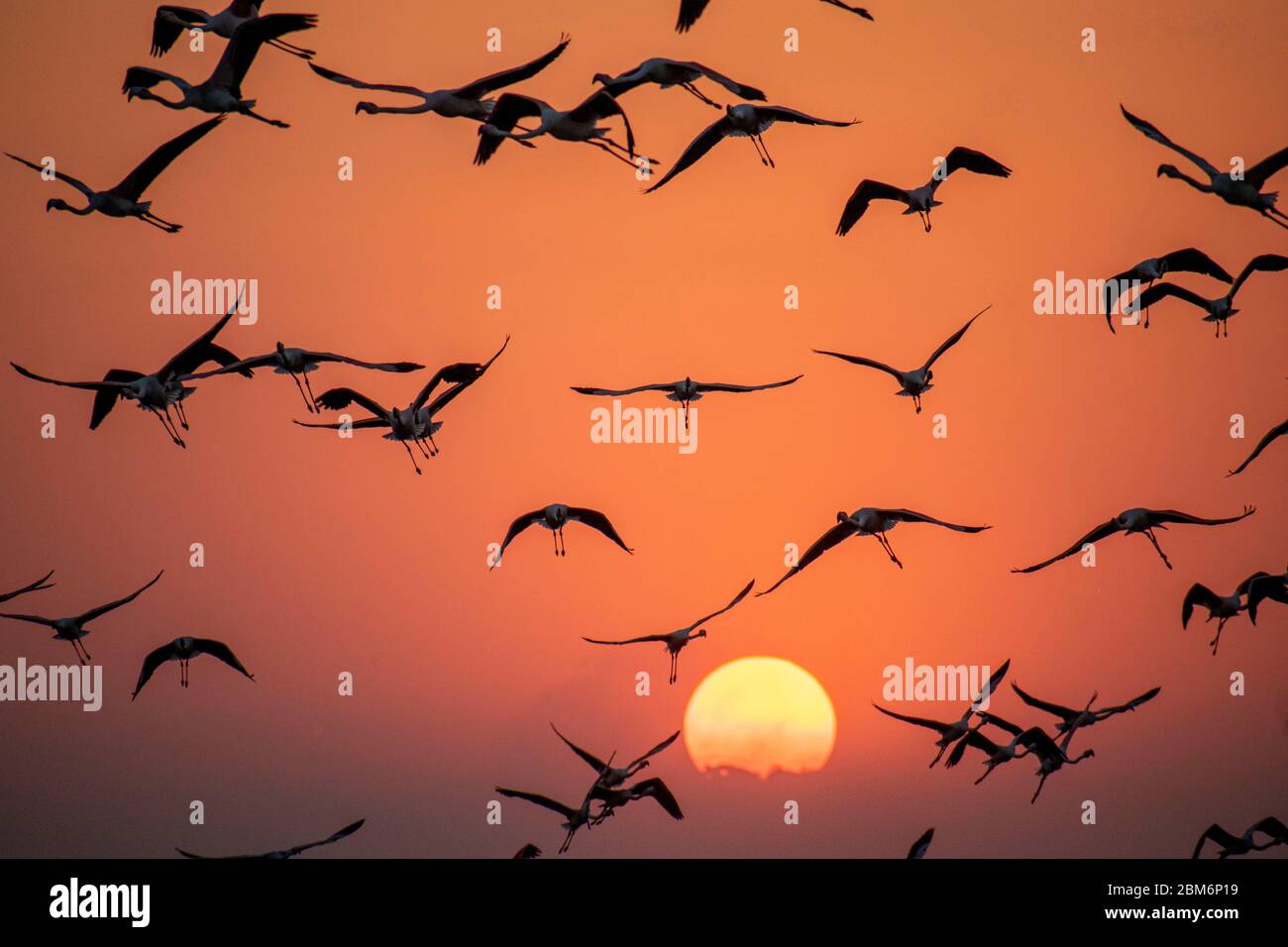 A silhouette shot of group of flamingos flying during sunset with sin ...