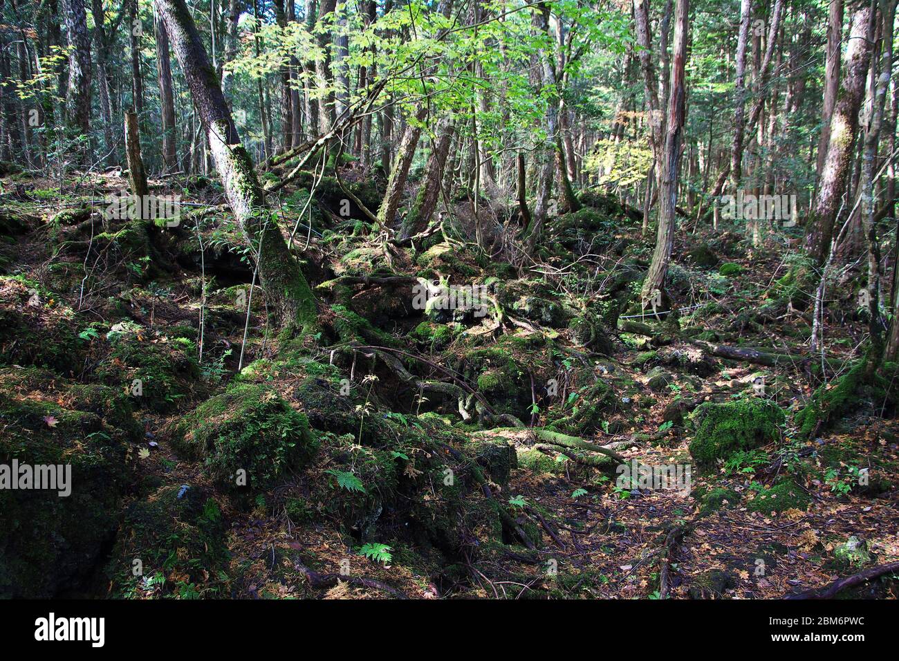 The forest close Fuji, Japan Stock Photo - Alamy