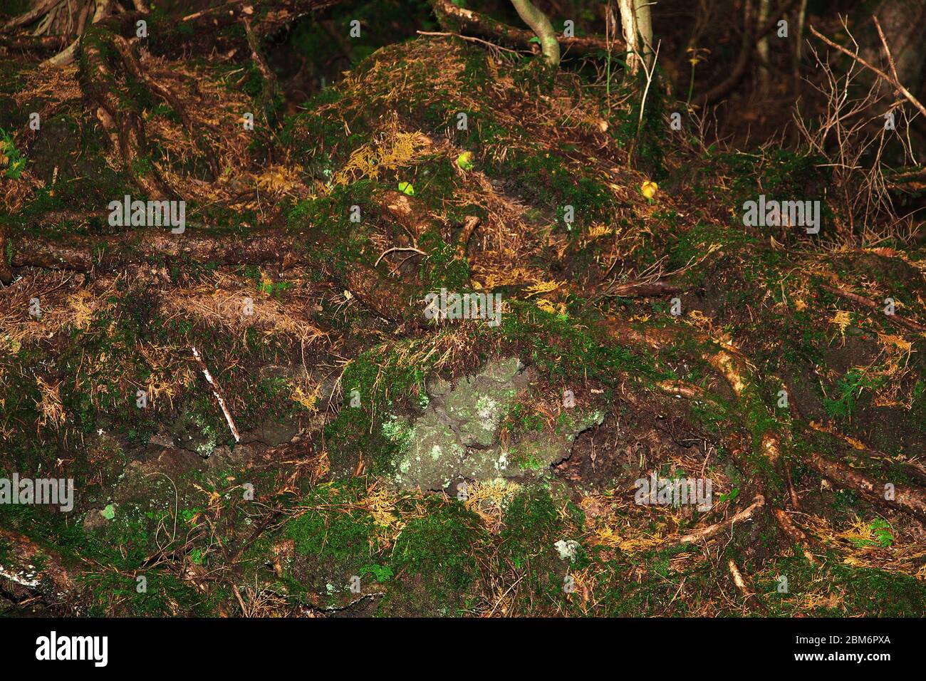 The forest close Fuji, Japan Stock Photo - Alamy
