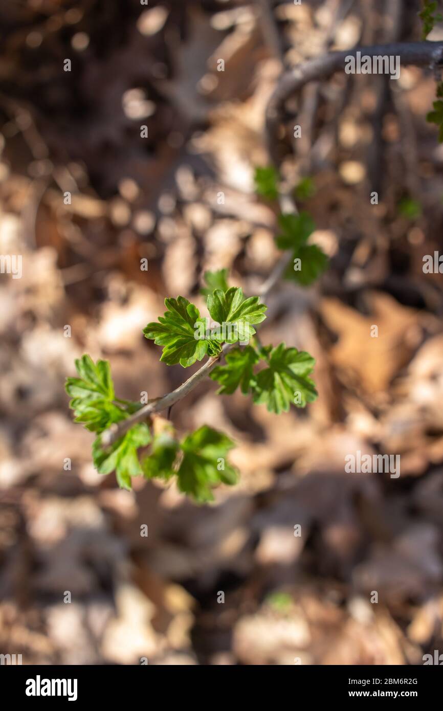 Close up view of emerging leaves on a wild gooseberry (ribes) bush in ...