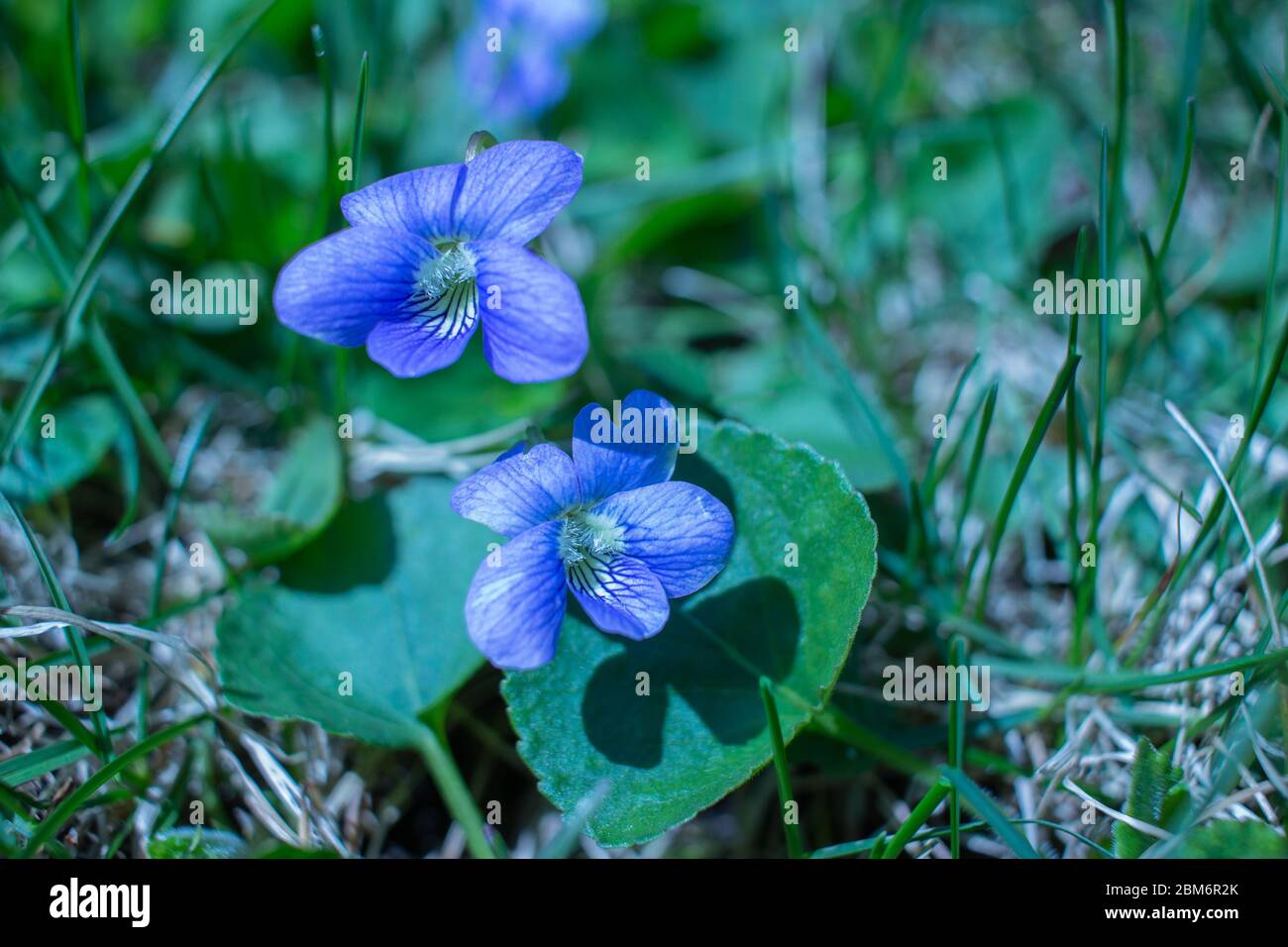 Close up view of common blue violet wildflowers growing in a ...