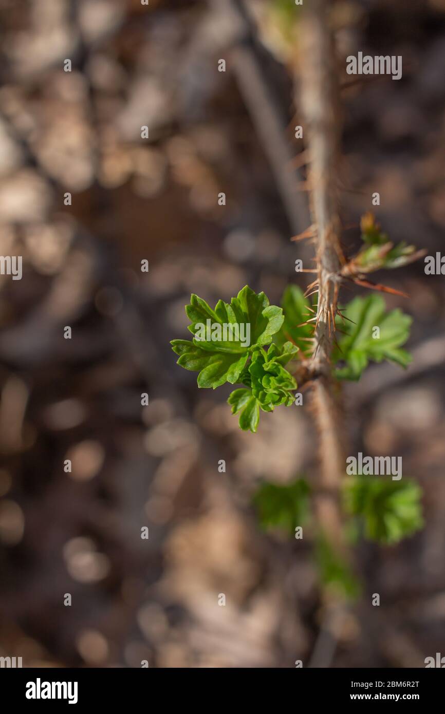 Close up view of emerging leaves on a wild gooseberry (ribes) bush in ...