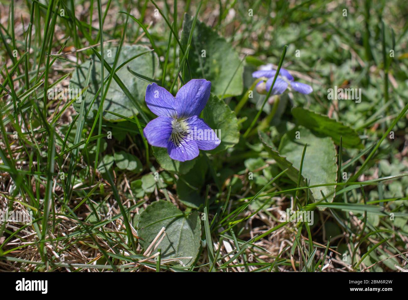 Close up view of common blue violet wildflowers growing in a ...