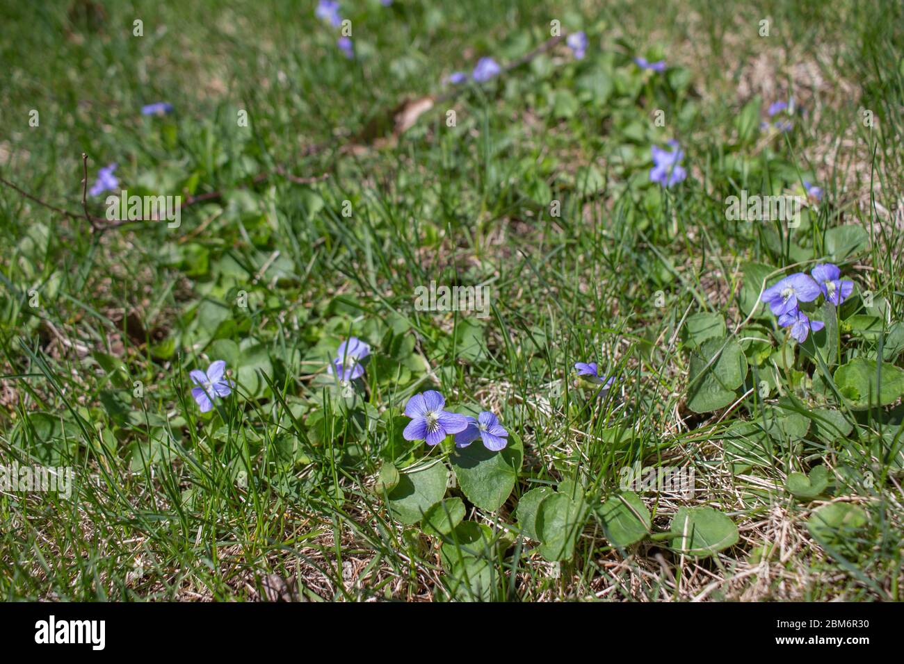 Close up view of common blue violet wildflowers growing in a ...