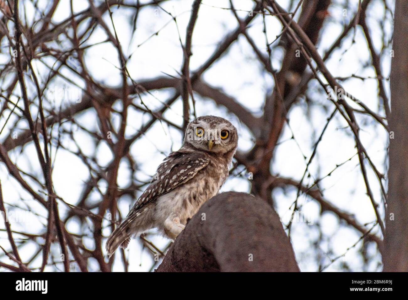 Indian Spotted owlet sitting on the branch of a babul tree Stock Photo ...