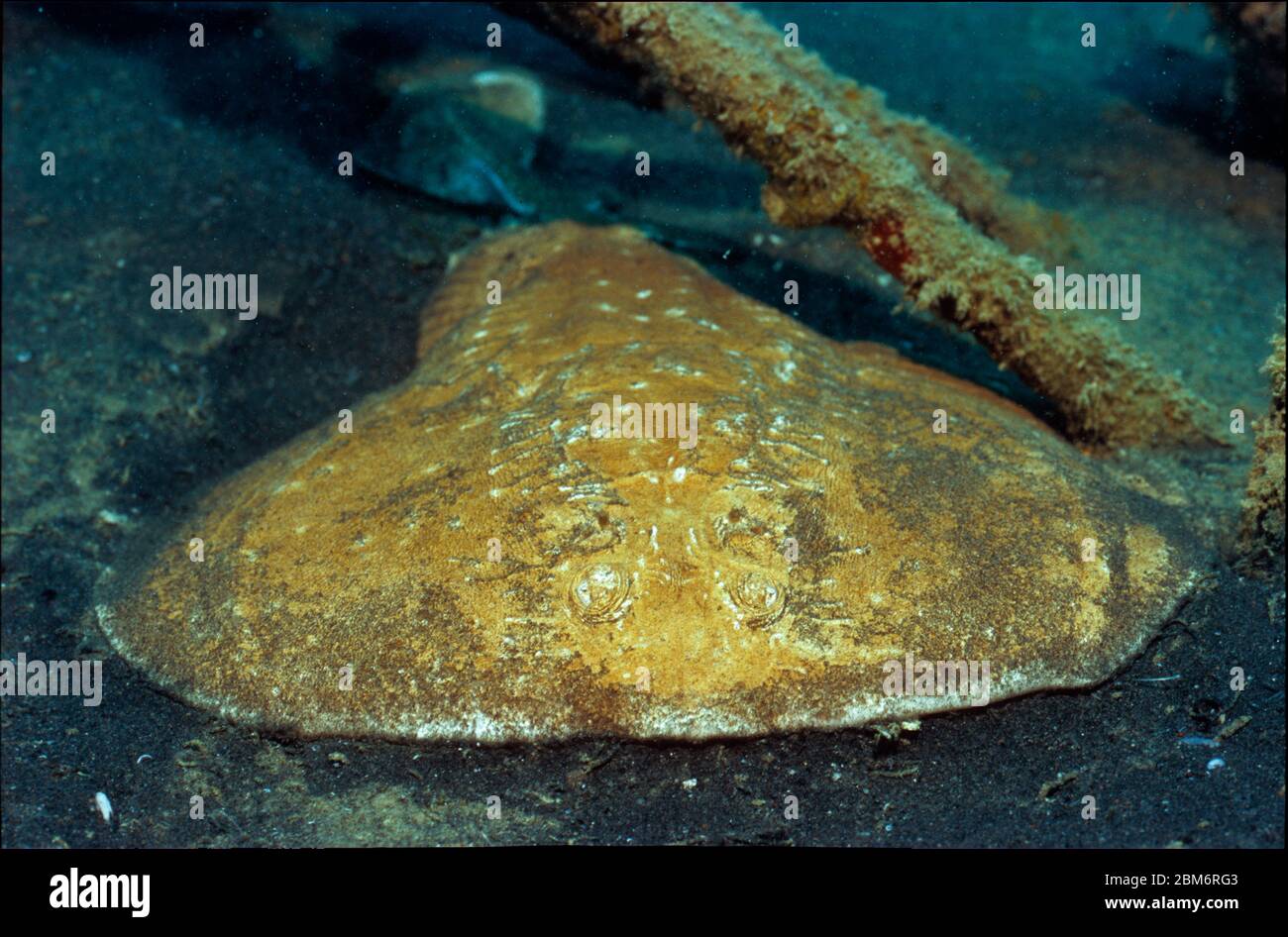 Bogenstirn-Zitterrochen / (Torpedo panthera Stock Photo - Alamy