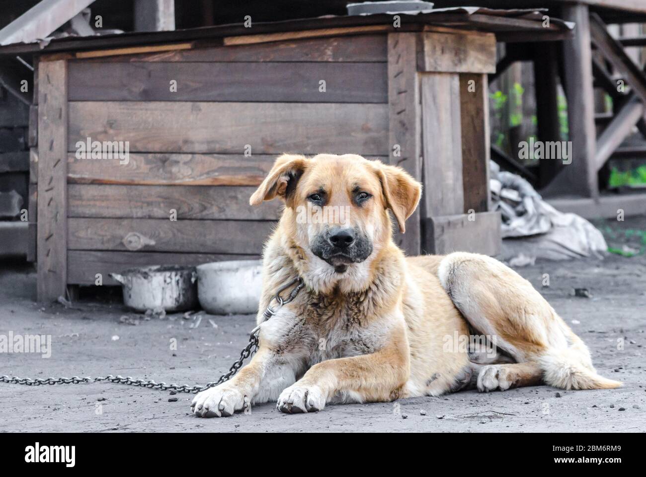 big red chain dog lies next to a wooden booth Stock Photo - Alamy