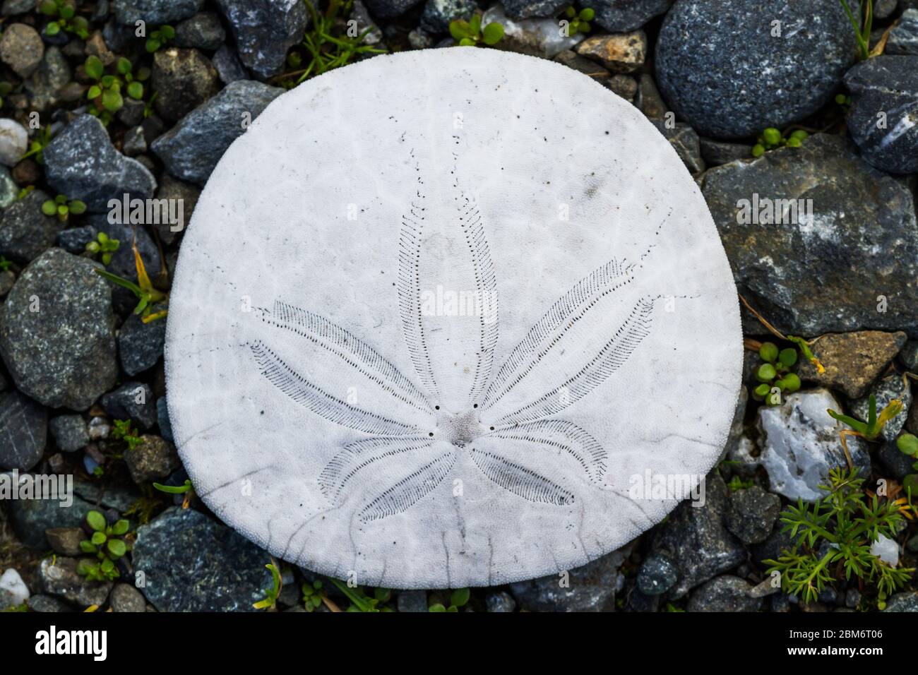 Sand dollar also known as sea cookie, snapper biscuit or pansy shell on ...