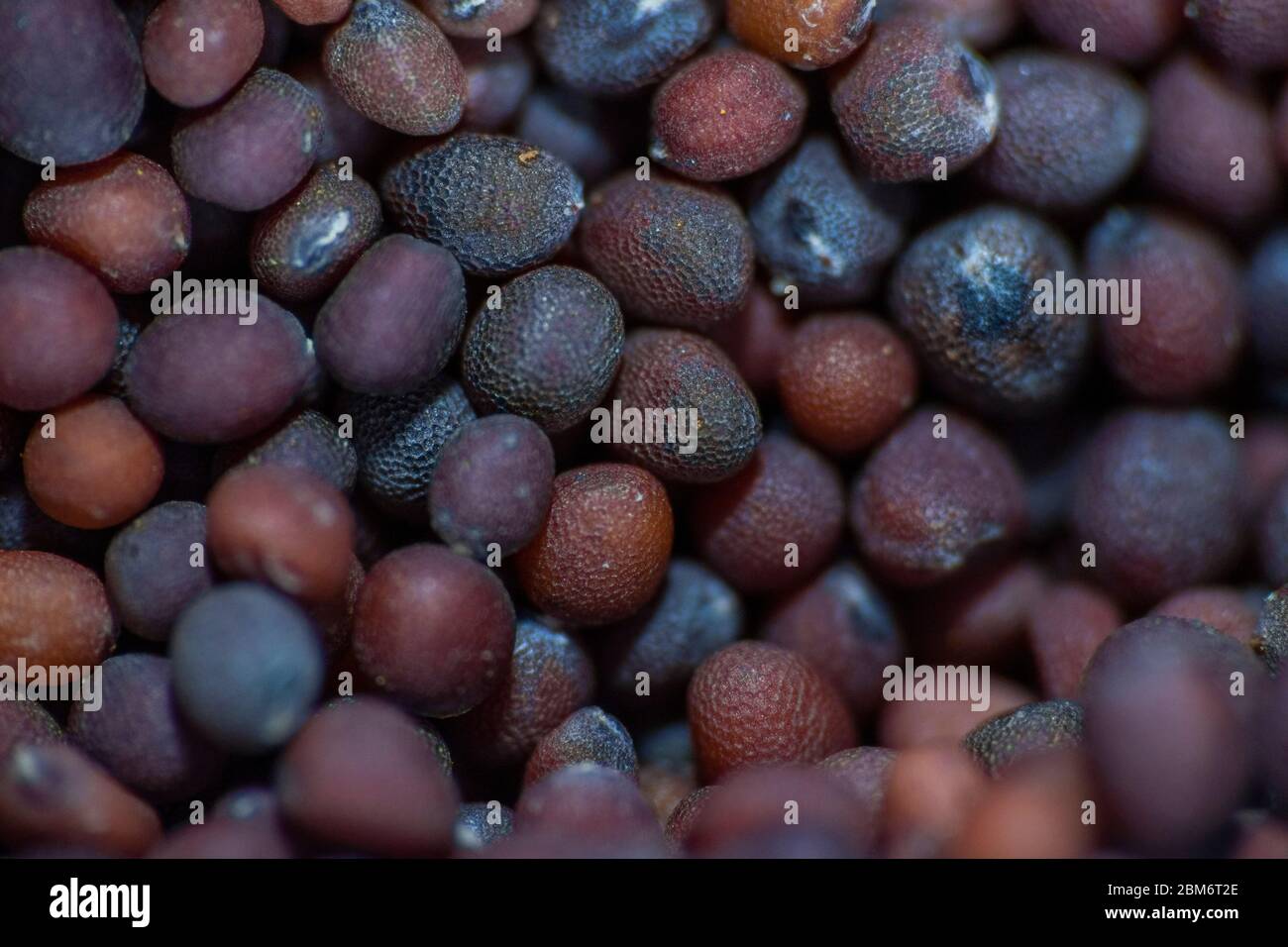 A macro shot of Indian mustard with visible texture Stock Photo - Alamy