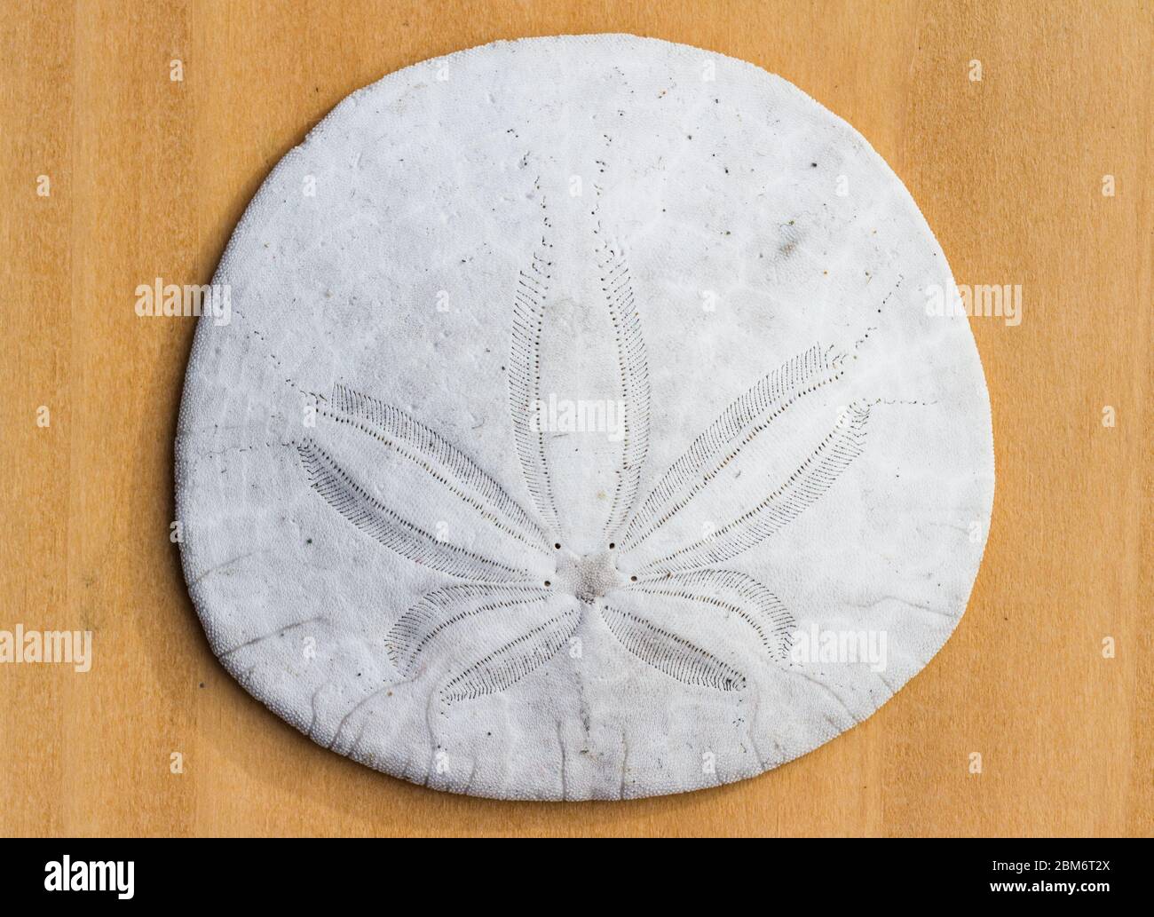 Sand dollar also known as sea cookie, snapper biscuit or pansy shell on ...