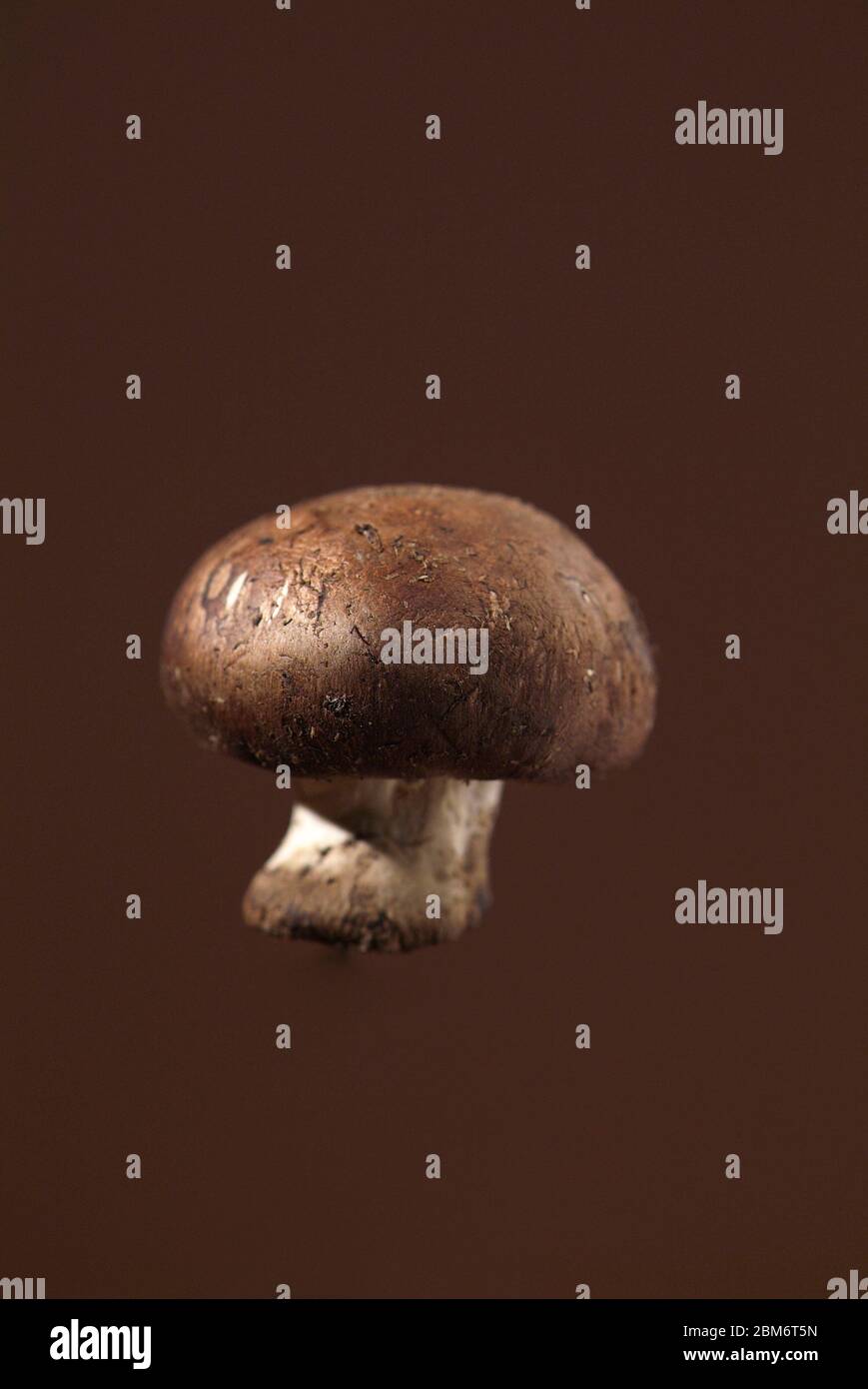Floating mushrooms hi-res stock photography and images - Alamy
