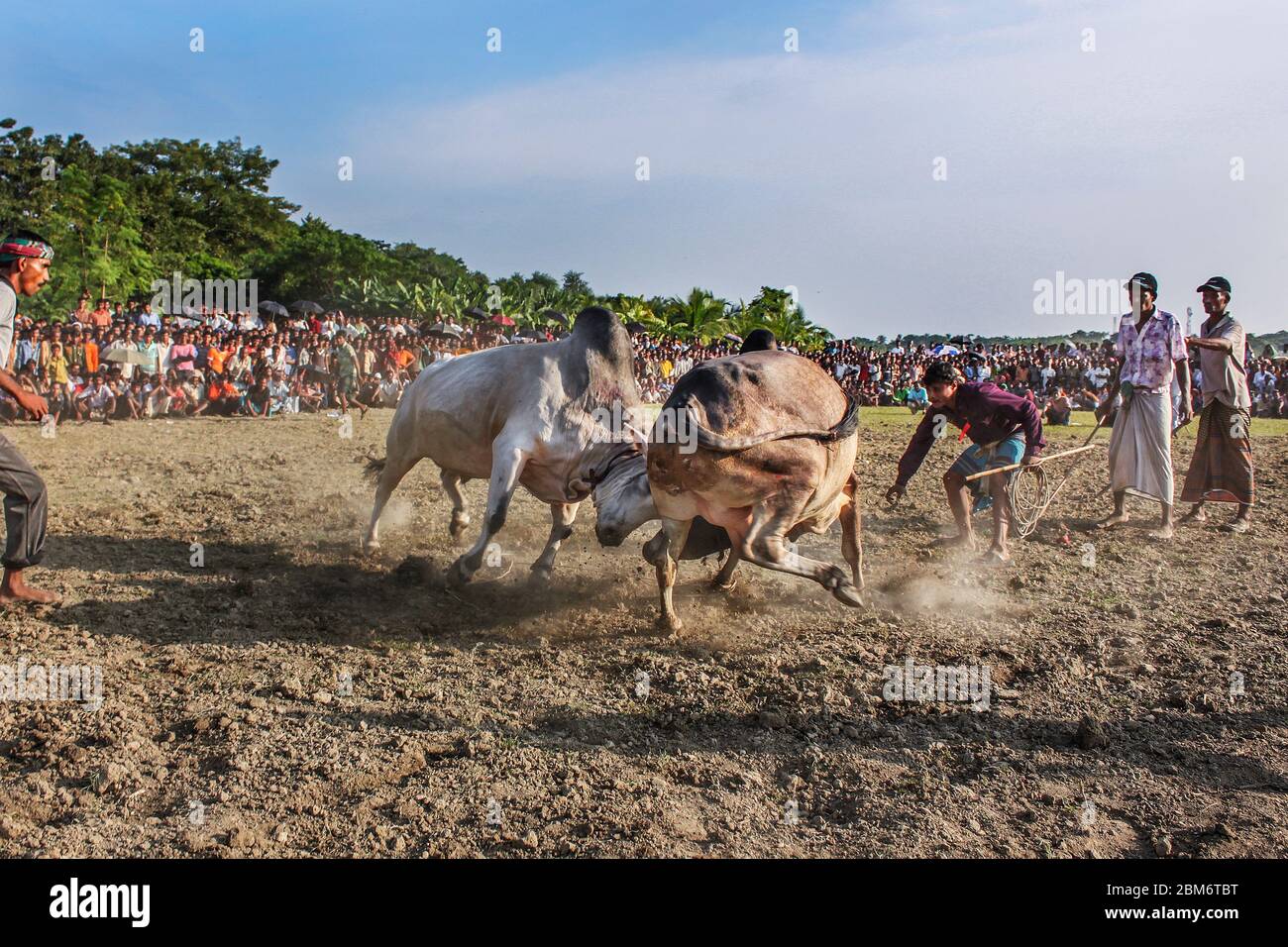 Bull fighting is one of the traditional festivals In Bangladesh. Every ...