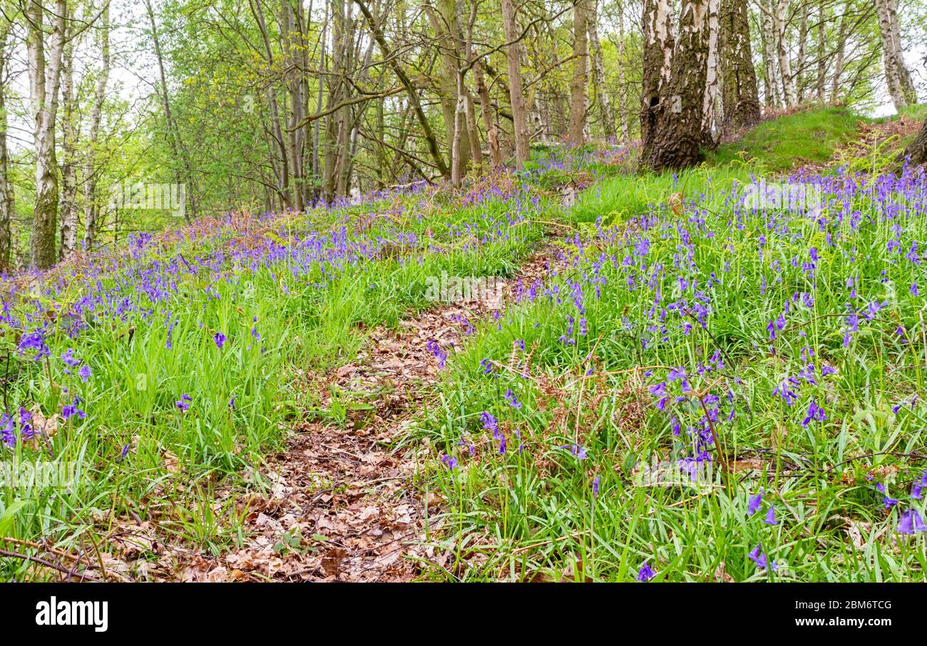Bluebells in the woods Stock Photo - Alamy