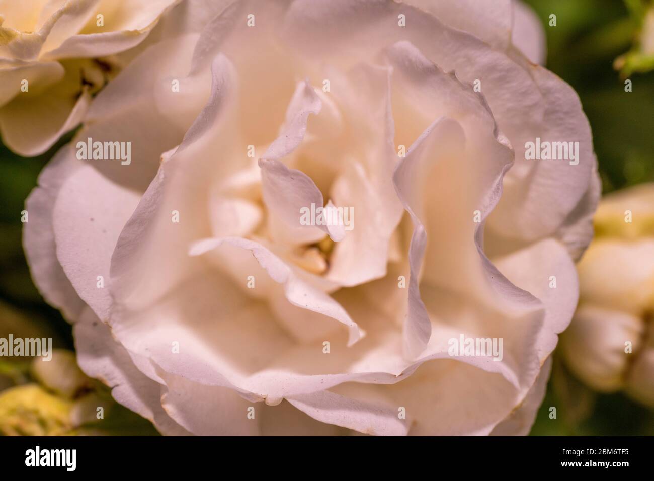 Light pink edges hi-res stock photography and images - Alamy