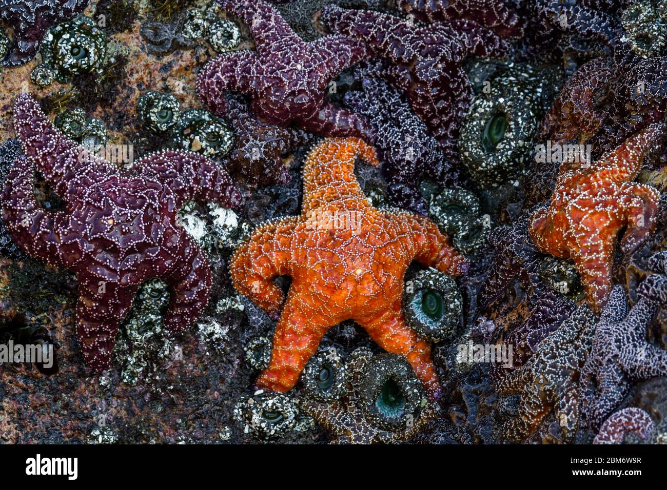 The orange and purple ochre sea stars and some of the most common and ...