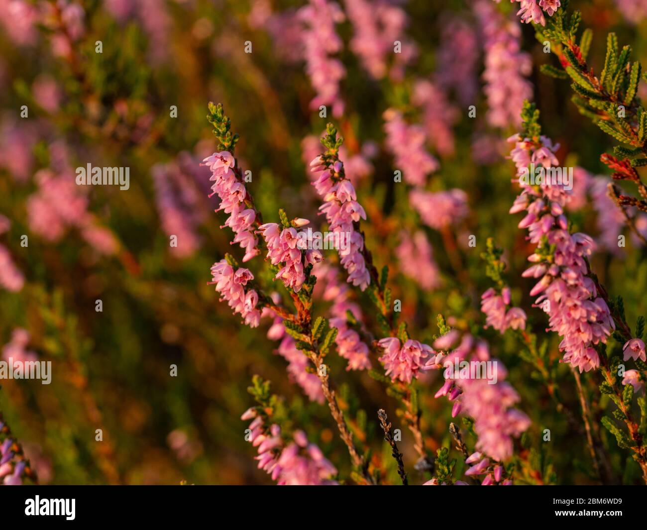 Close up of beautiful blooming purple heather flower. Selective focus ...