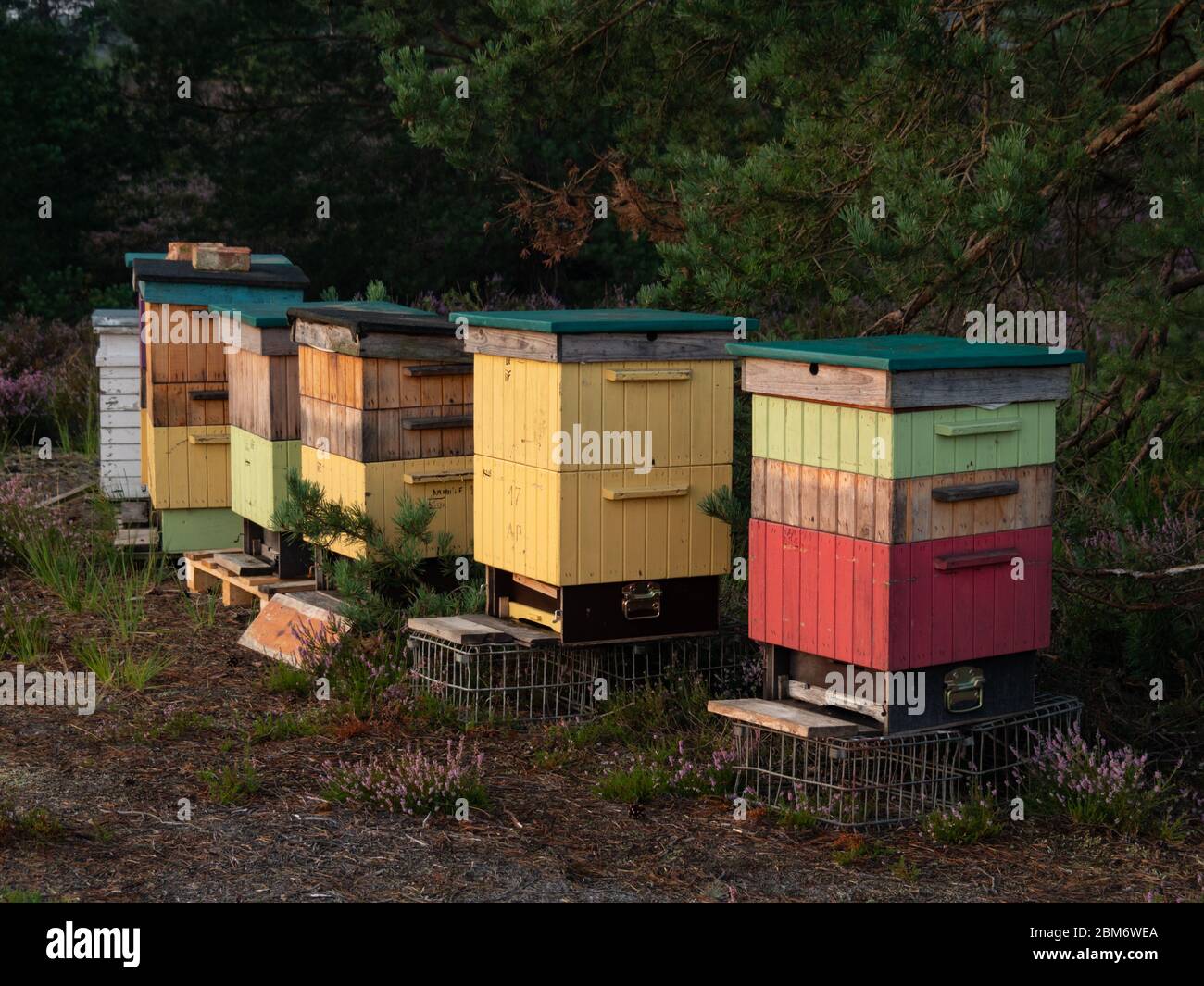 Colorful beehives standing in the forest on the heath Stock Photo - Alamy
