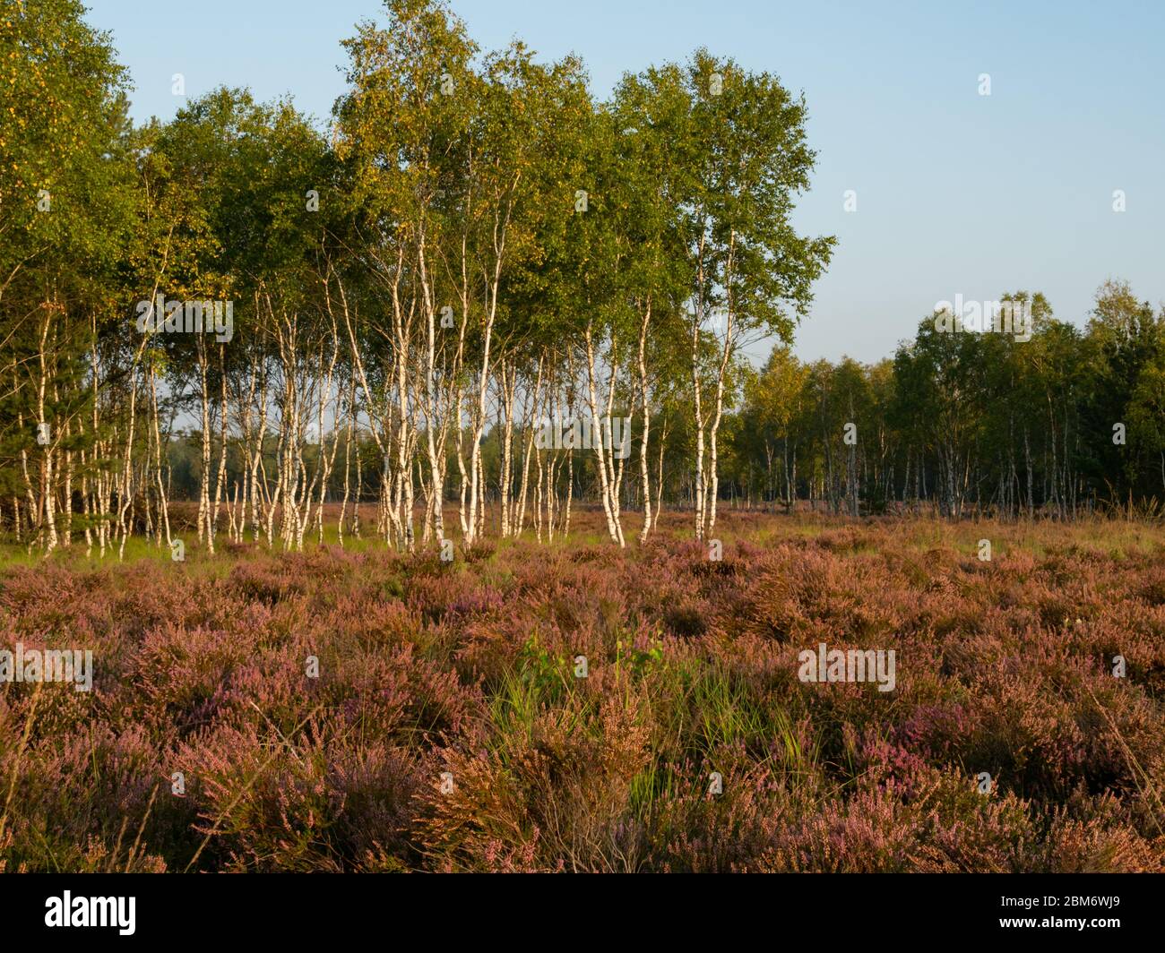 Early morning on the heathland. Amazing violet color of heather flower ...