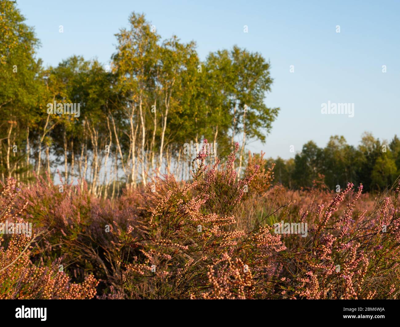 Early Summer Flower Meadow High Resolution Stock Photography and Images ...