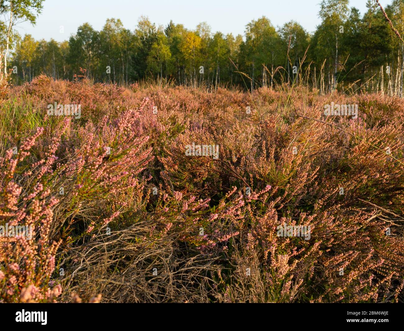 Early morning on the heathland. Amazing violet color of heather flower ...