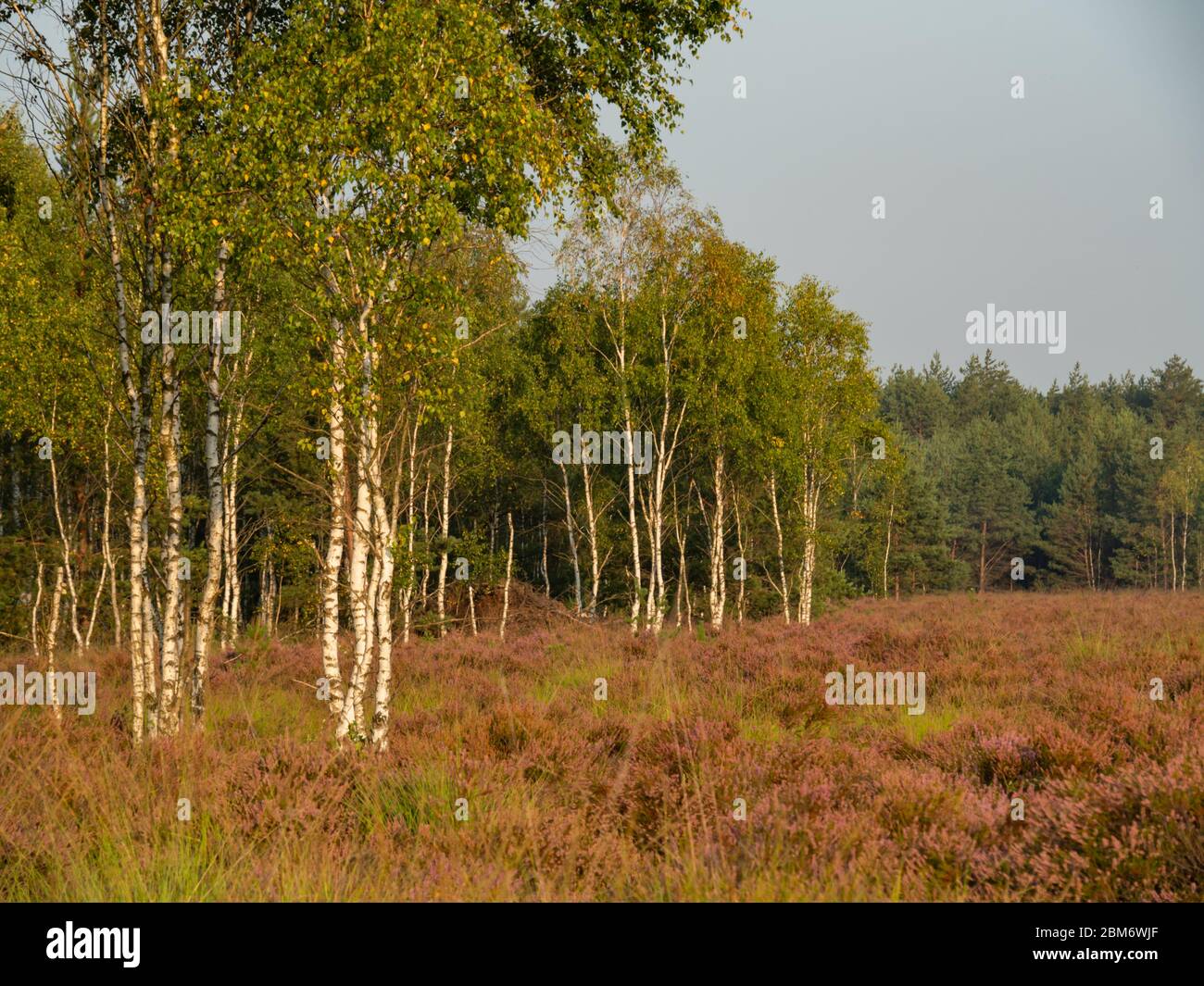 Early morning on the heathland. Amazing violet color of heather flower ...