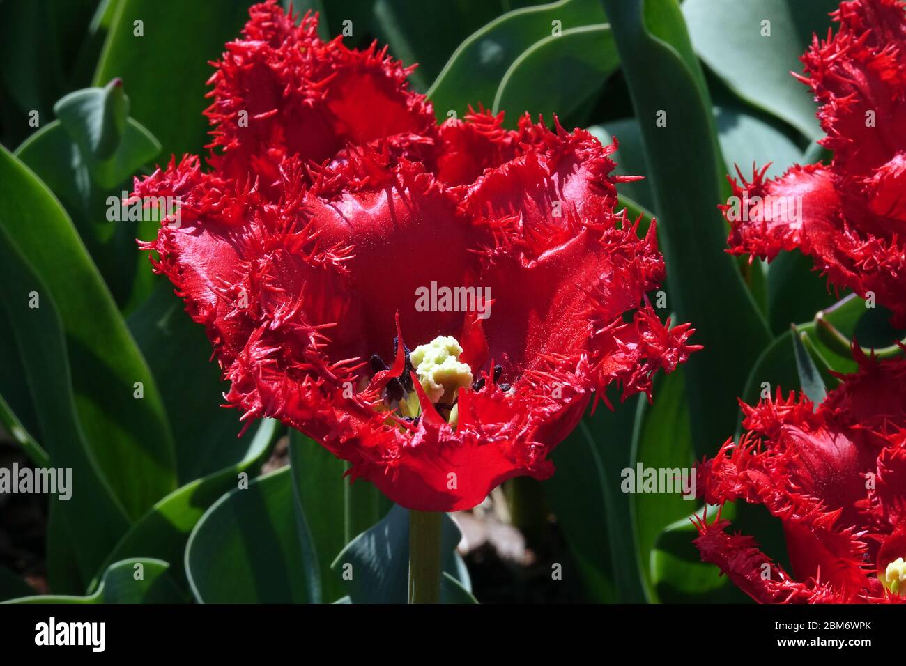 Tulipa barbados hi-res stock photography and images - Alamy