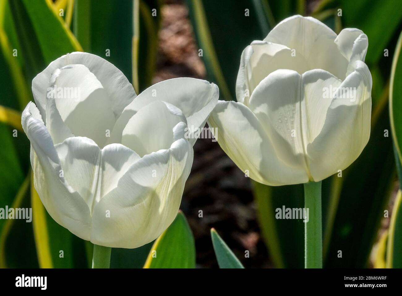 Tulip hakuun hi-res stock photography and images - Alamy
