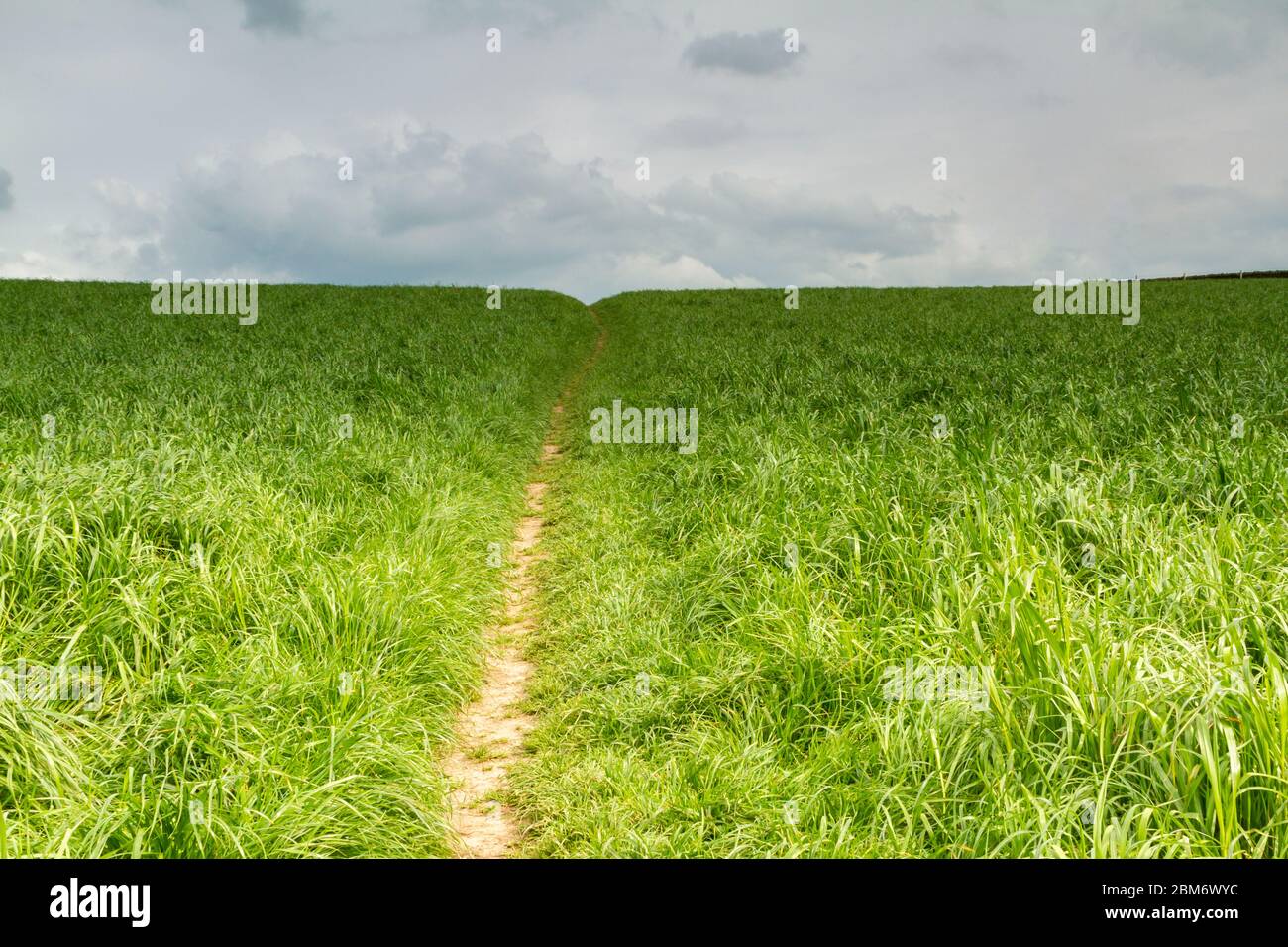 Path through lush green grass leading up to horizon and a cloudy sky ...