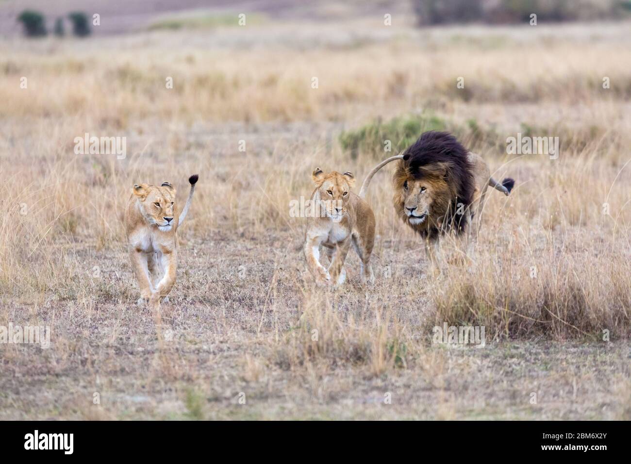 Dominant male lion and lioness hi-res stock photography and images - Alamy
