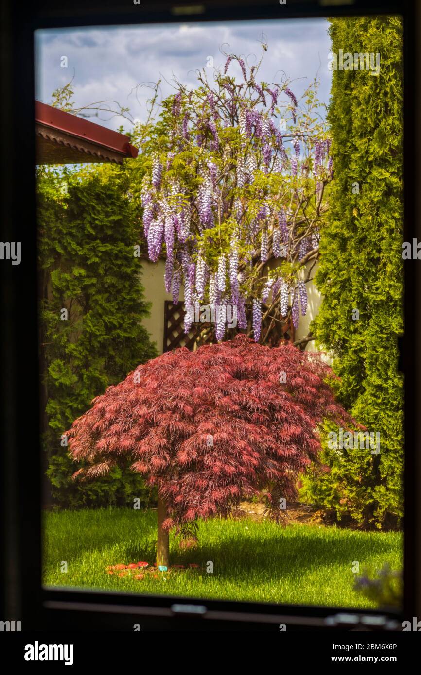 Red foliage of the weeping Laceleaf Japanese Maple tree (Acer palmatum ...