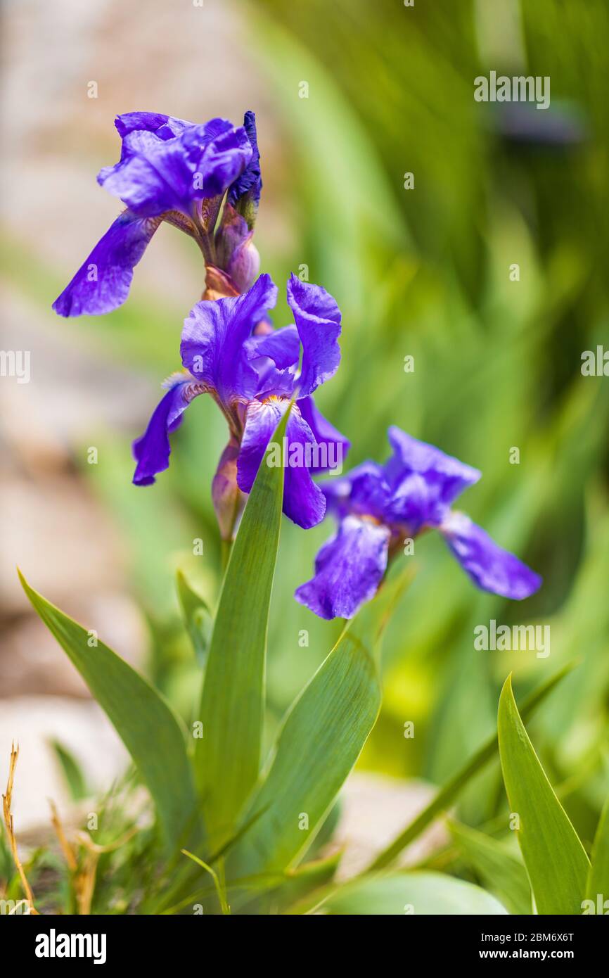 Blooming Iris flower with spring flowers background Stock Photo - Alamy