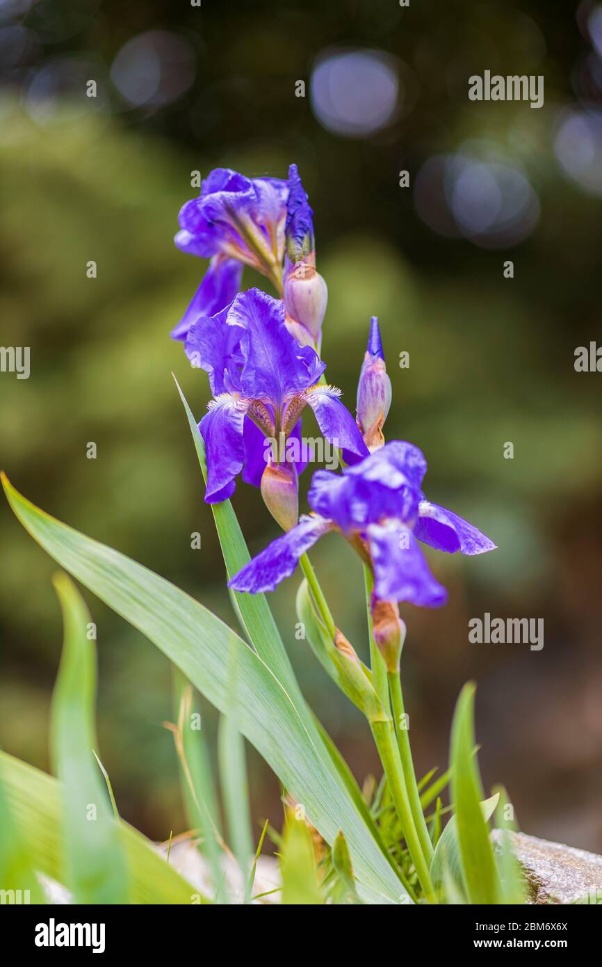 Blooming Iris flower with spring flowers background Stock Photo - Alamy