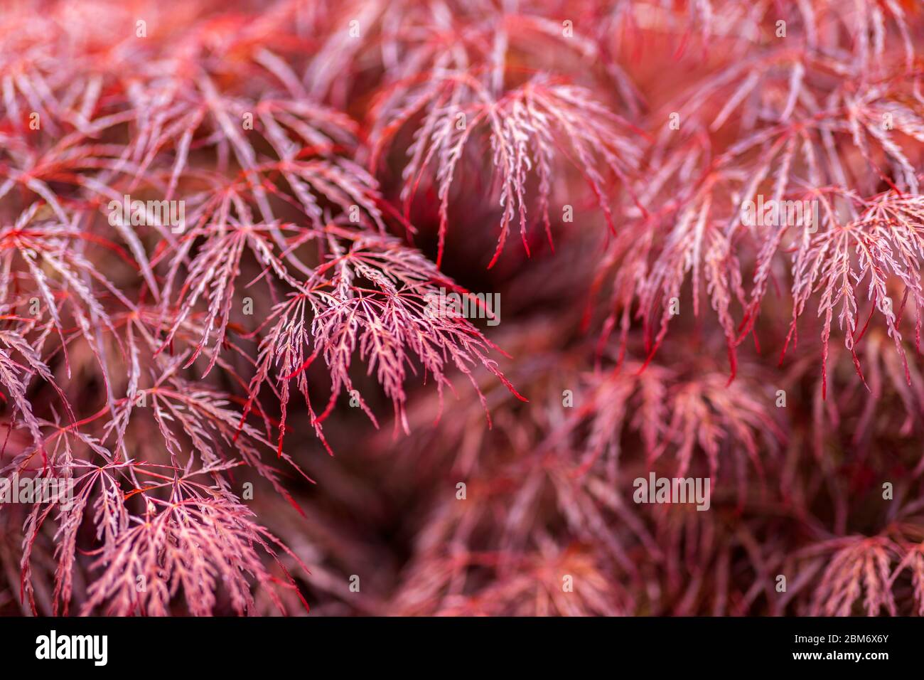 Red foliage of the weeping Laceleaf Japanese Maple tree (Acer palmatum ...