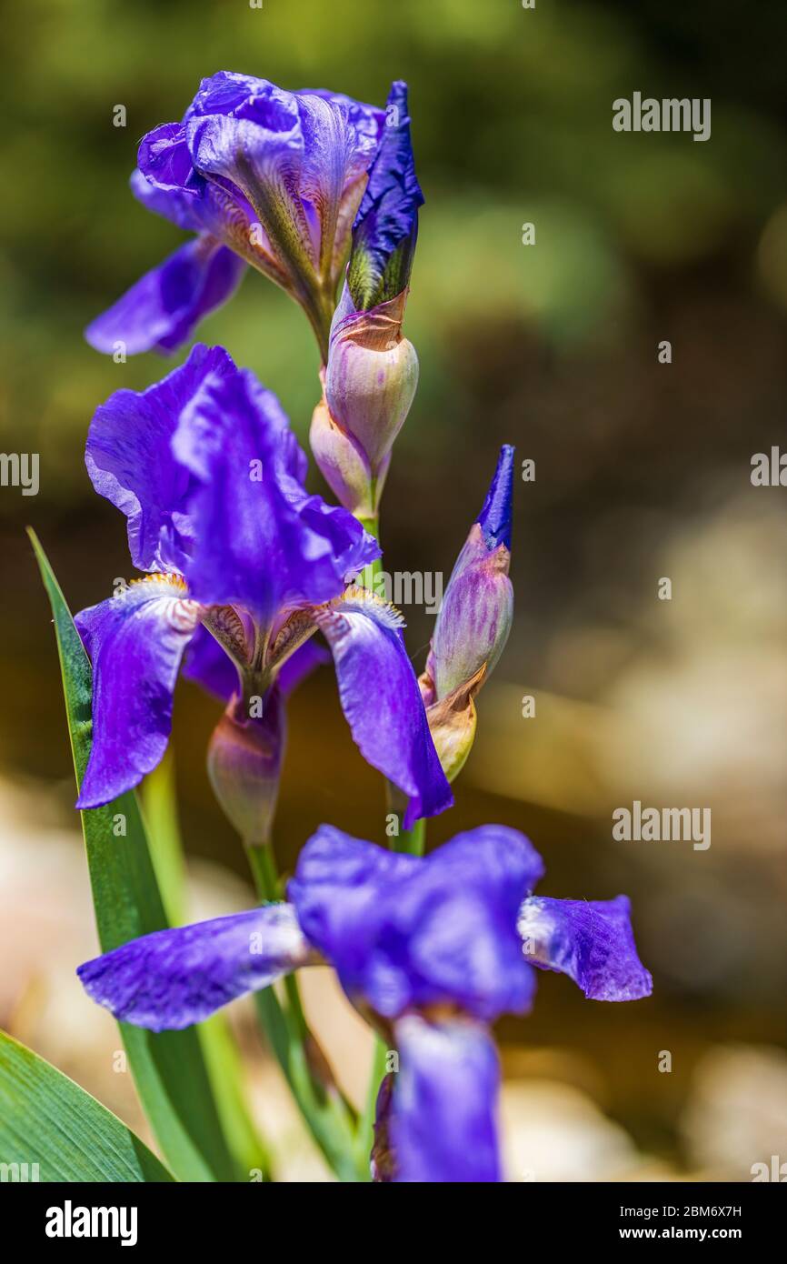 Blooming Iris flower with spring flowers background Stock Photo - Alamy