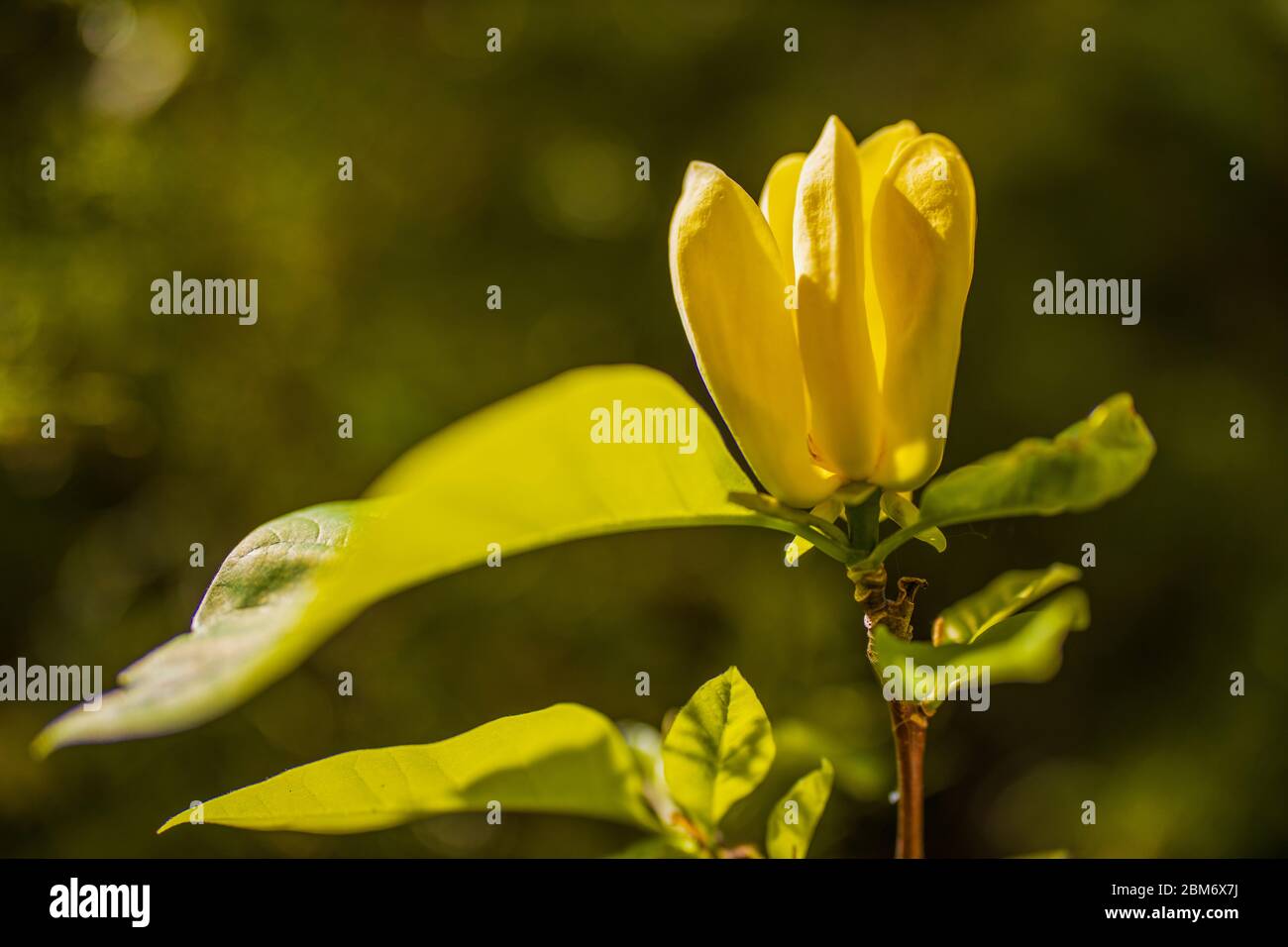 Yellow Magnolia High Resolution Stock Photography and Images - Alamy