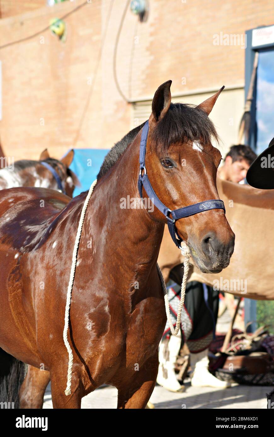 Argentine Criollo Horse Colors