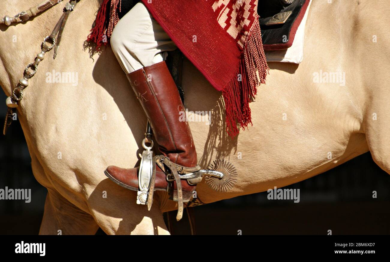 Traditional argentine spur contrasted with the fur of a buckskin ...