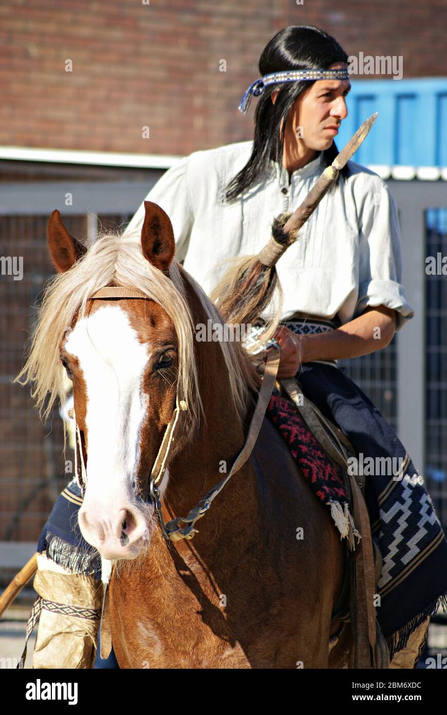 Argentine Criollo Horse Colors